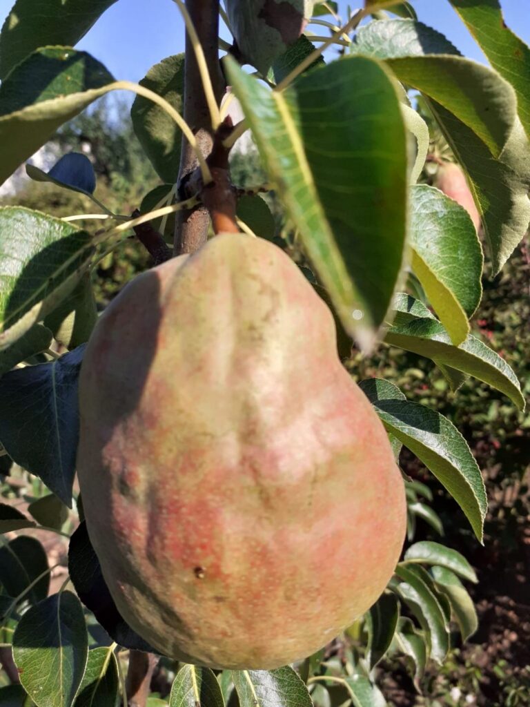 RIX – Pomi fructiferi Botosani